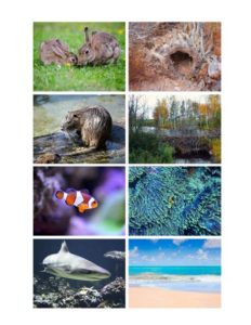 Animal Homes Nature Hunt & Free Printable Activity - Passion in the Purpose