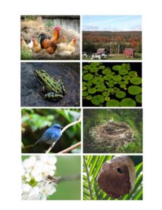 Animal Homes Nature Hunt & Free Printable Activity - Passion in the Purpose